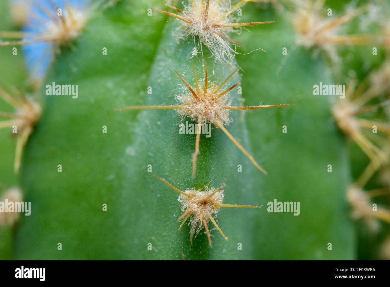 Macro of cactus thorns. The thin, stiff needle-like tips of cacti are ...