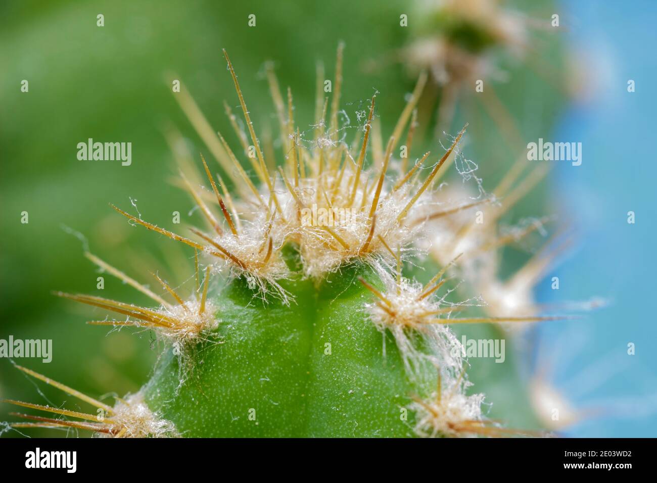 Macro Of Cactus Thorns The Thin Stiff Needle like Tips Of Cacti Are Actually Modified Leaves macro-of-cactus-thorns-the-thin-stiff-needle-like-tips-of-cacti-are-actually-modified-leaves