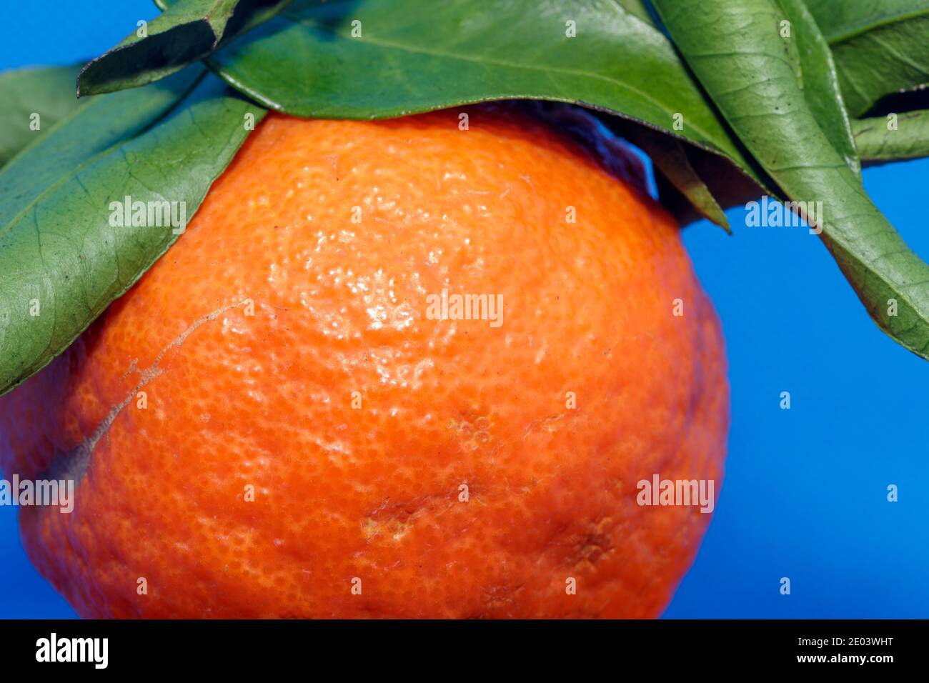Tangerine with leaves seen up close with blue background. Mandarin It ...