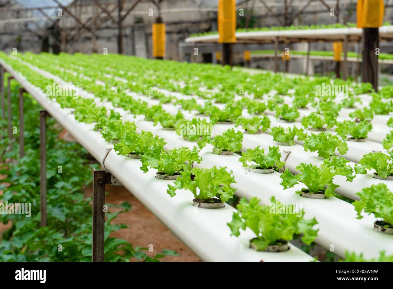 Modern greenhouse for growing salads with irrigation system. Industrial ...