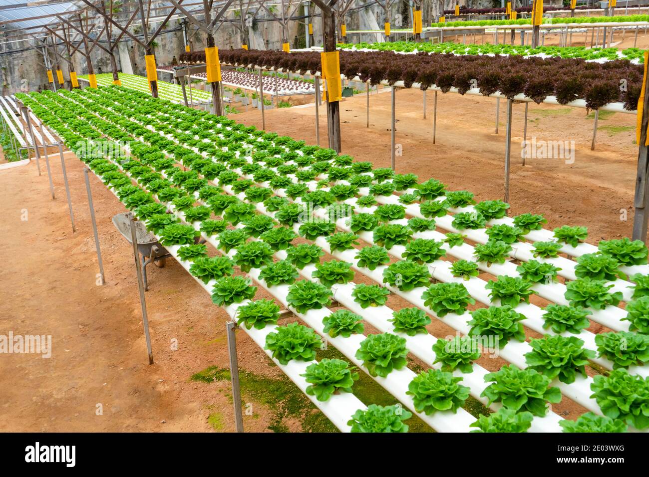 Modern greenhouse for growing salads with irrigation system. Industrial ...
