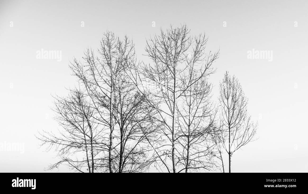 Leafless tree branches on clear background in grayscale colorless moody ...