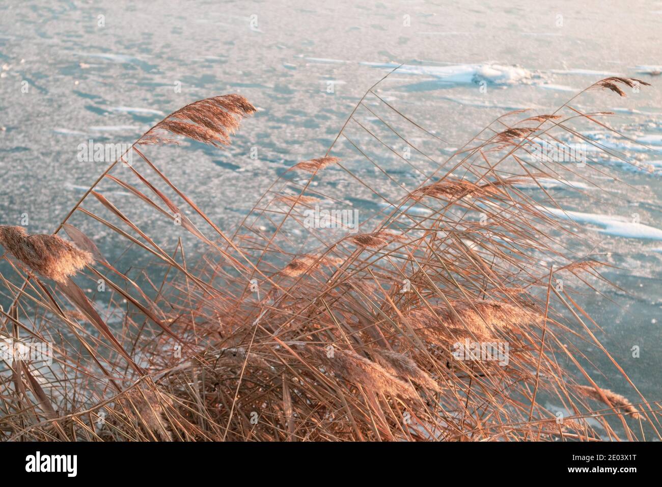 Wild dry reeds on blue ice of frozen wintery lake in sunset light. Cold ...