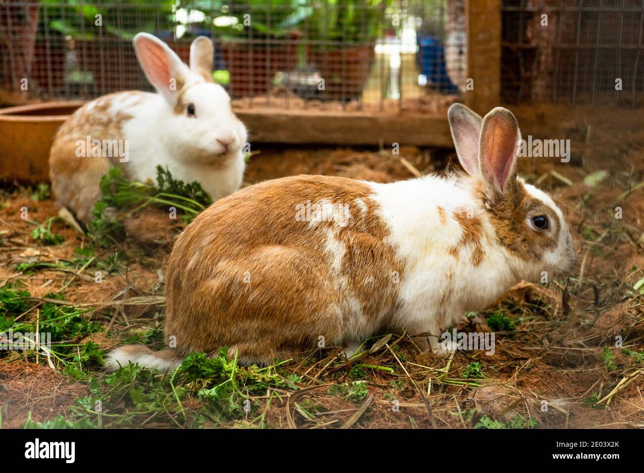 White Brown Rabbits High Resolution Stock Photography and Images - Alamy