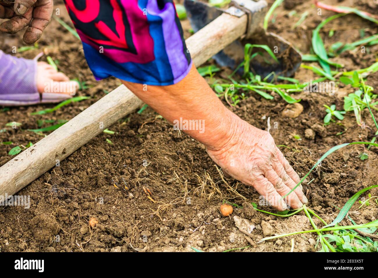 Lifting Potatoes High Resolution Stock Photography and Images - Alamy