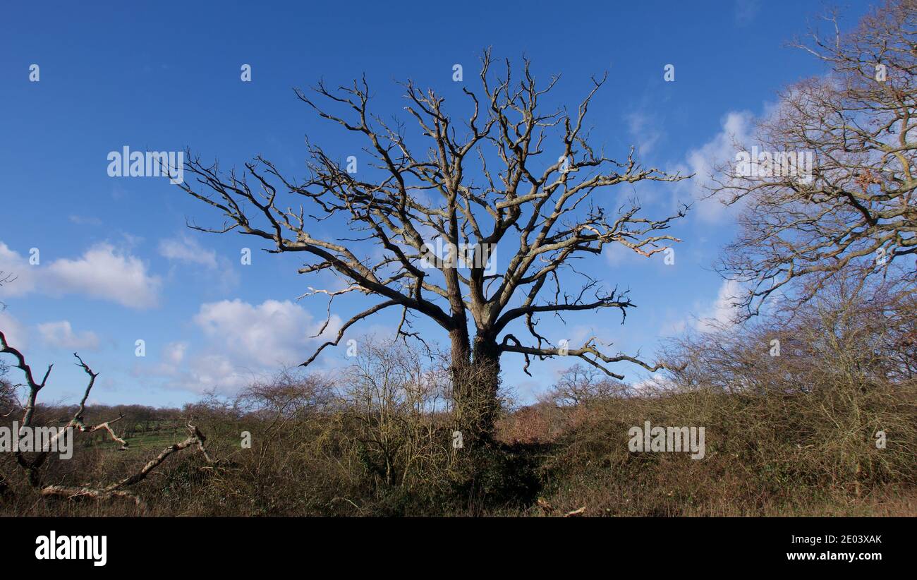 Dead greenery hi-res stock photography and images - Alamy