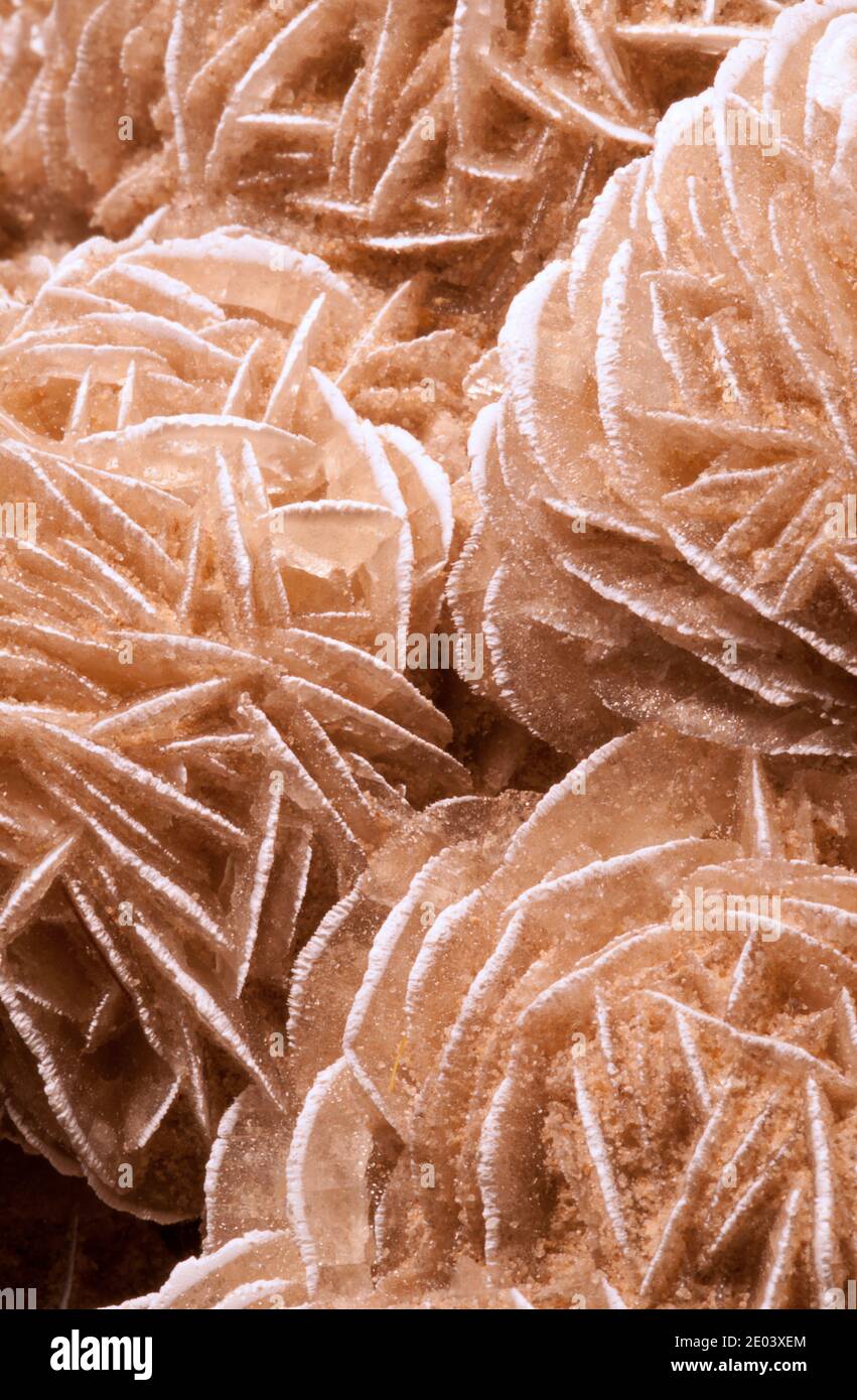 Fossilized coral hi-res stock photography and images - Alamy