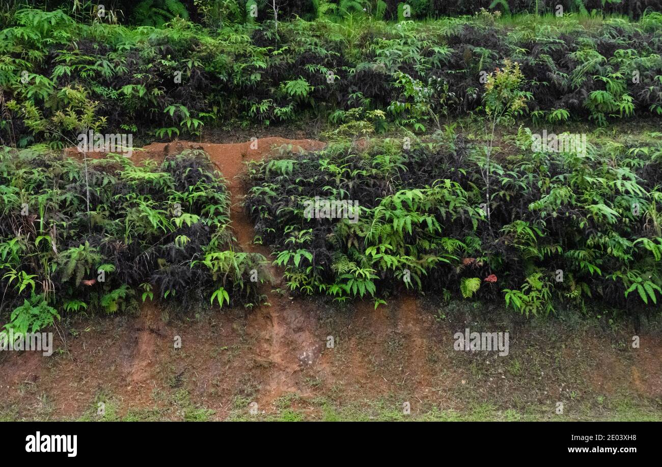 Large green leaves of plants in the jungle Stock Photo - Alamy