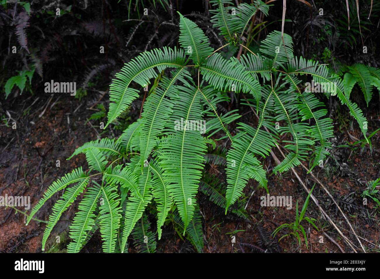 Large green leaves of plants in the jungle Stock Photo - Alamy
