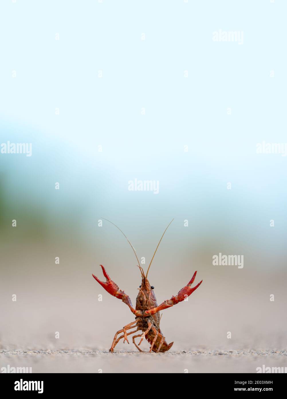 Extended pincers hi-res stock photography and images - Alamy