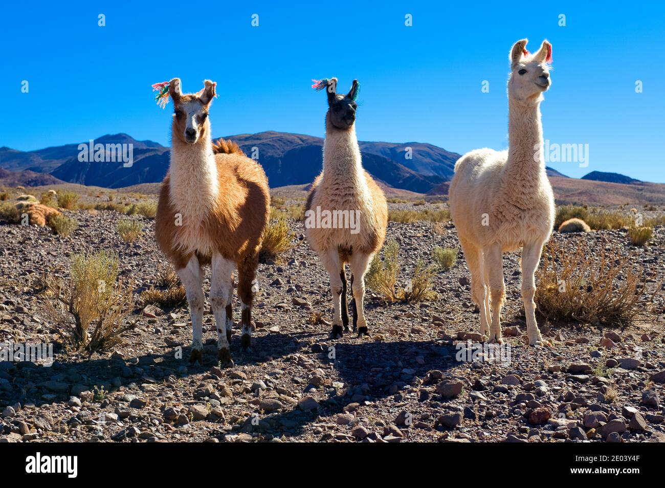 Llama posing in Atacama Desert Stock Photo - Alamy