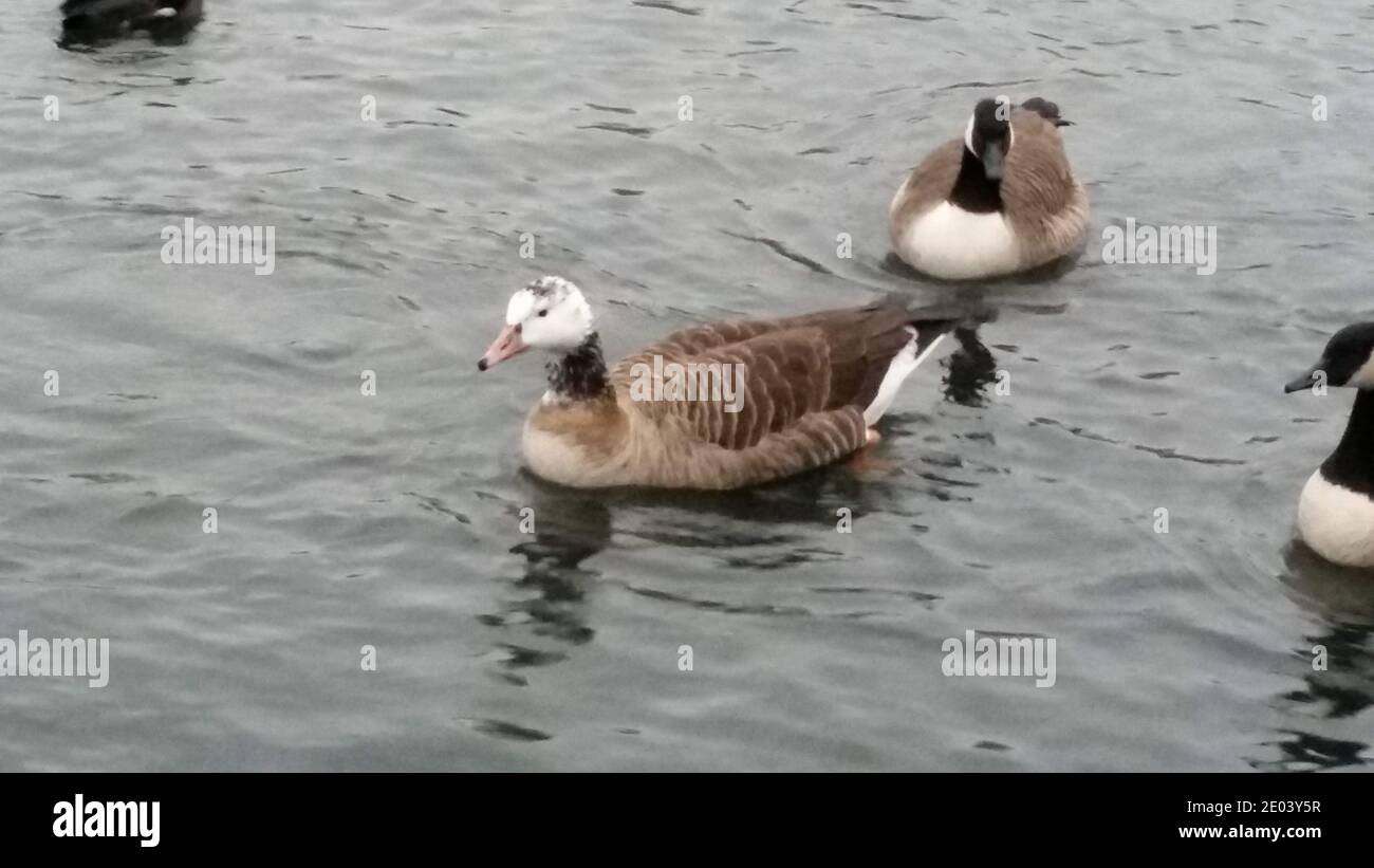 Hybrid Canada x Greylag Goose Stock Photo - Alamy
