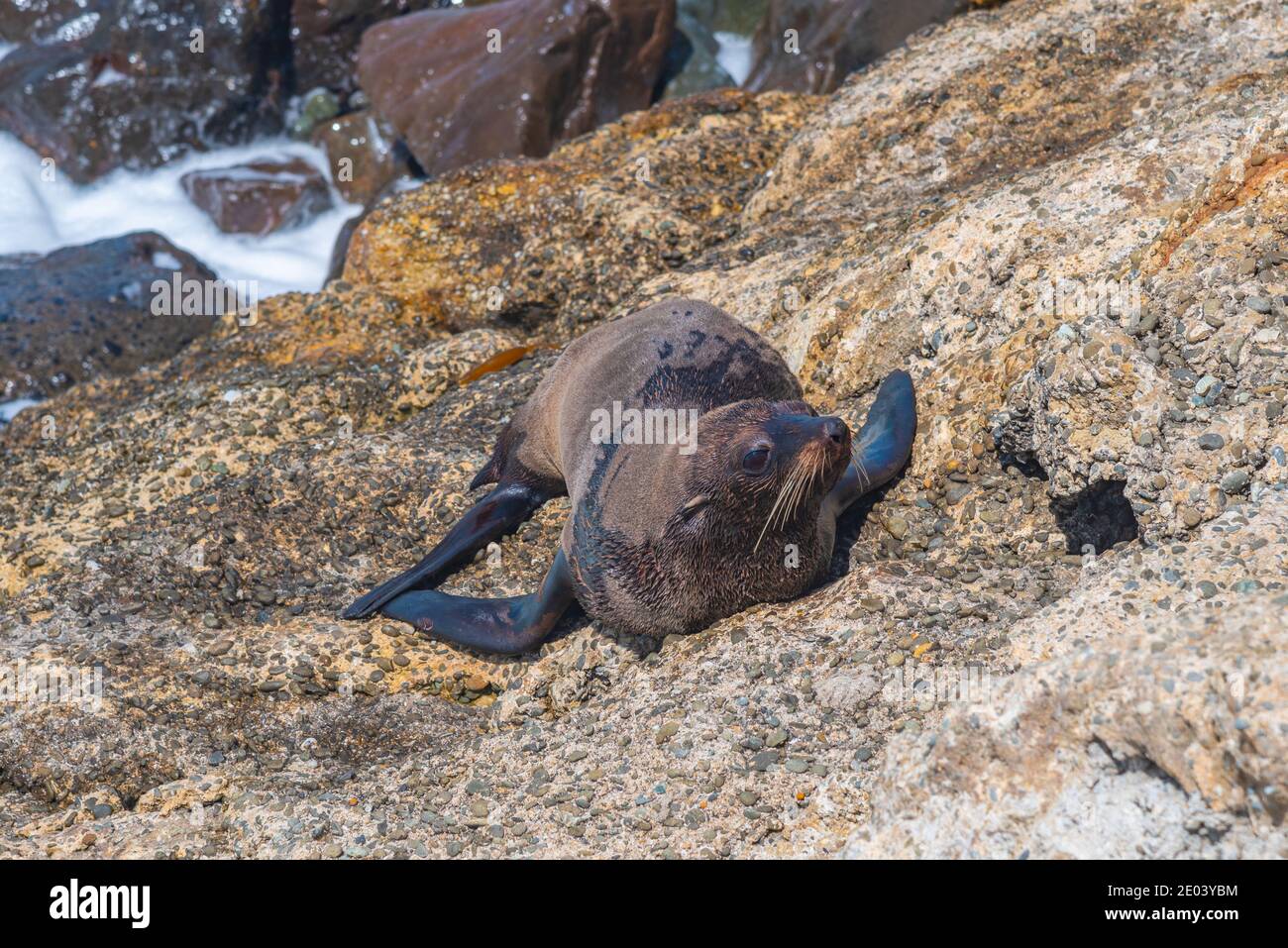 New Zealand fur seal at Oamaru, New Zealand Stock Photo - Alamy