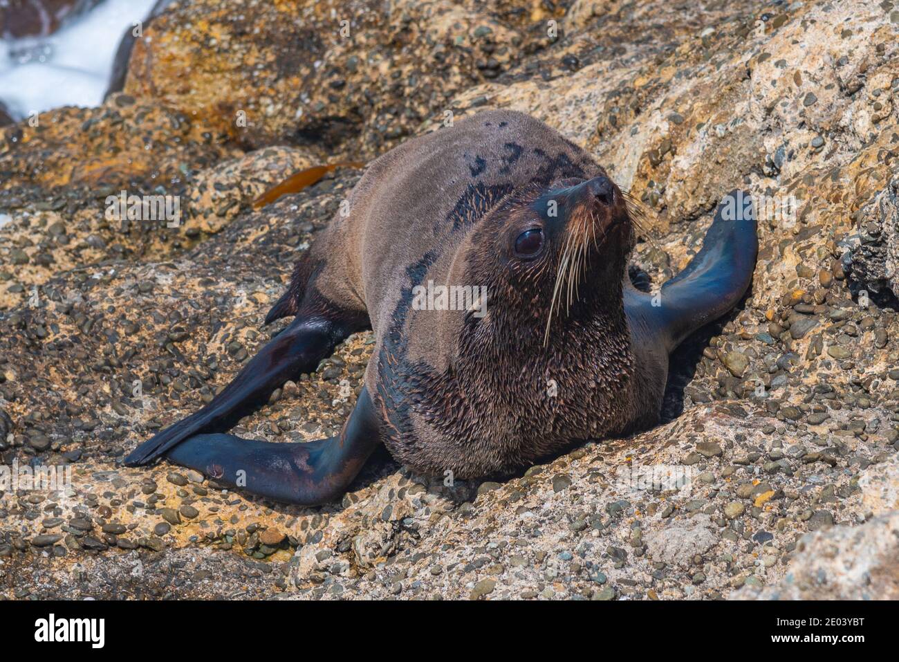 New Zealand fur seal at Oamaru, New Zealand Stock Photo - Alamy