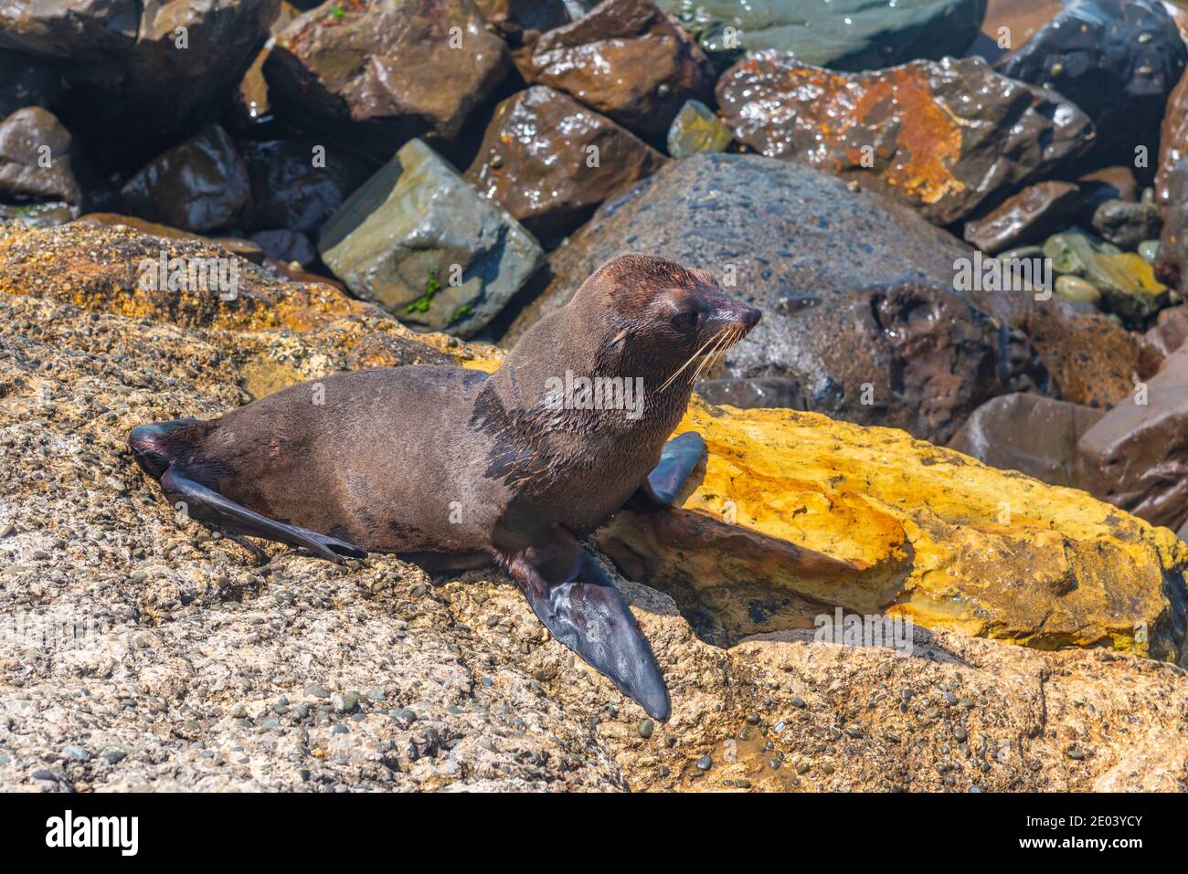 New Zealand fur seal at Oamaru, New Zealand Stock Photo - Alamy
