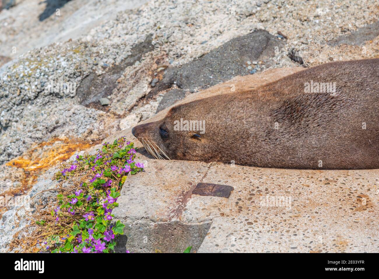 Observation area of Oamaru Blue Penguin Colony in New Zealand Stock ...