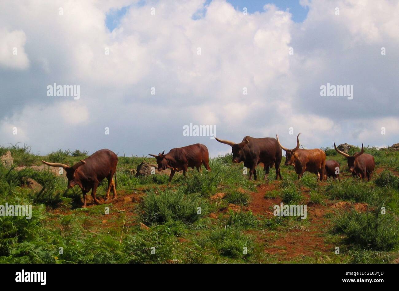Bos taurus africanus Watusi cattle walking in a line at Cabárceno ...