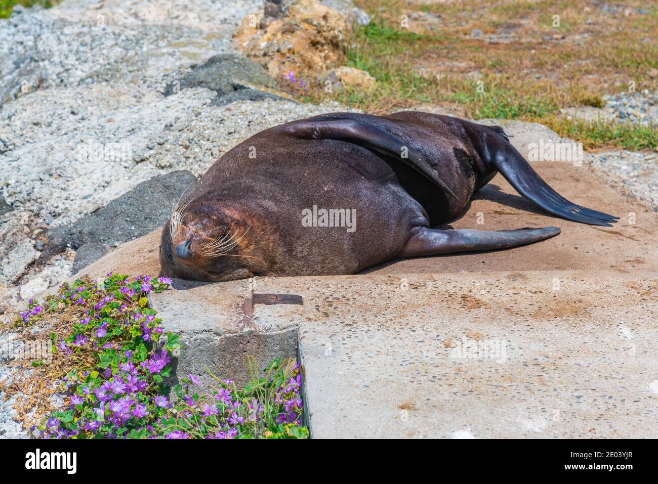 Observation area of Oamaru Blue Penguin Colony in New Zealand Stock ...