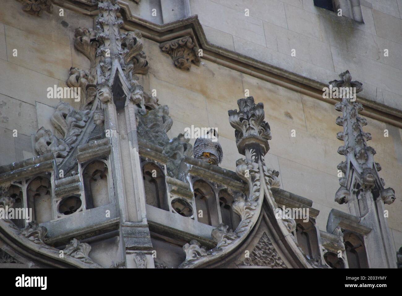 Pitt building cambridge hi-res stock photography and images - Alamy