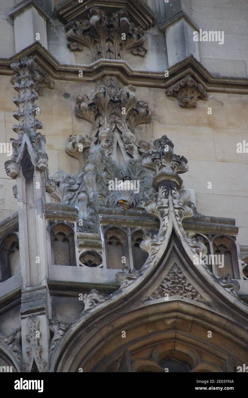 Pitt building cambridge hi-res stock photography and images - Alamy