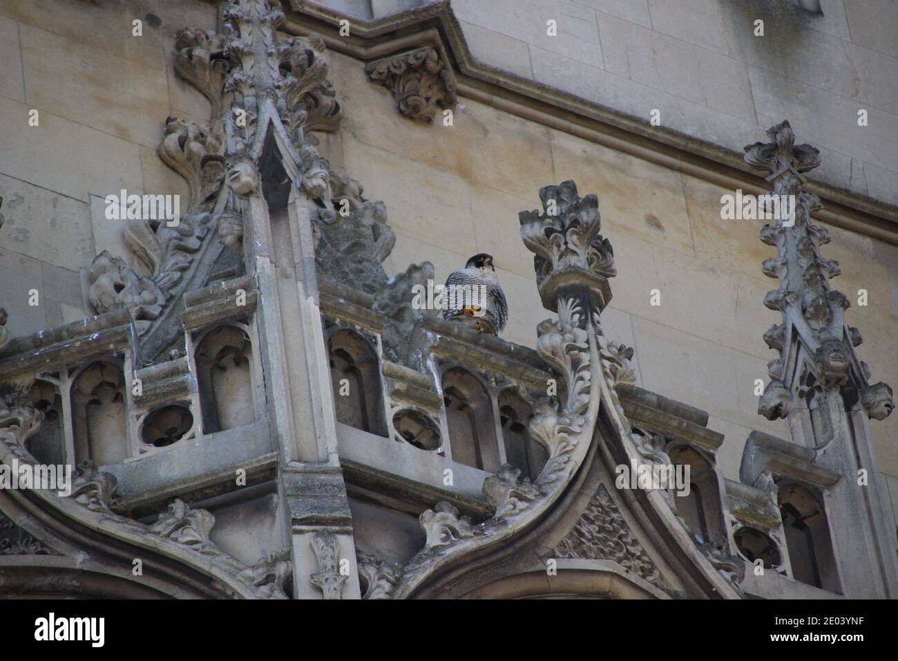City building bird of prey hi-res stock photography and images - Alamy