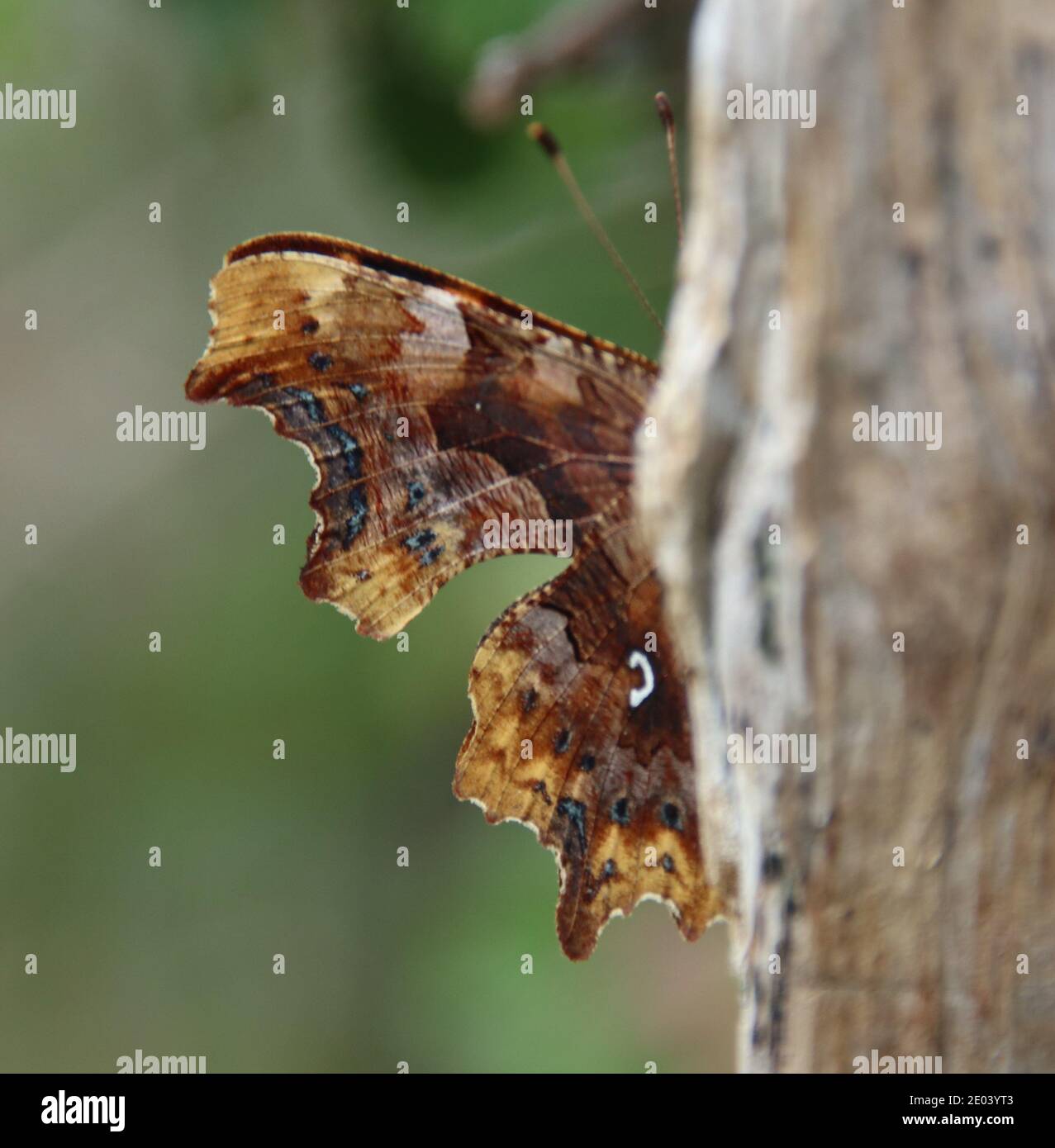 Comma butterfly underwing Stock Photo - Alamy