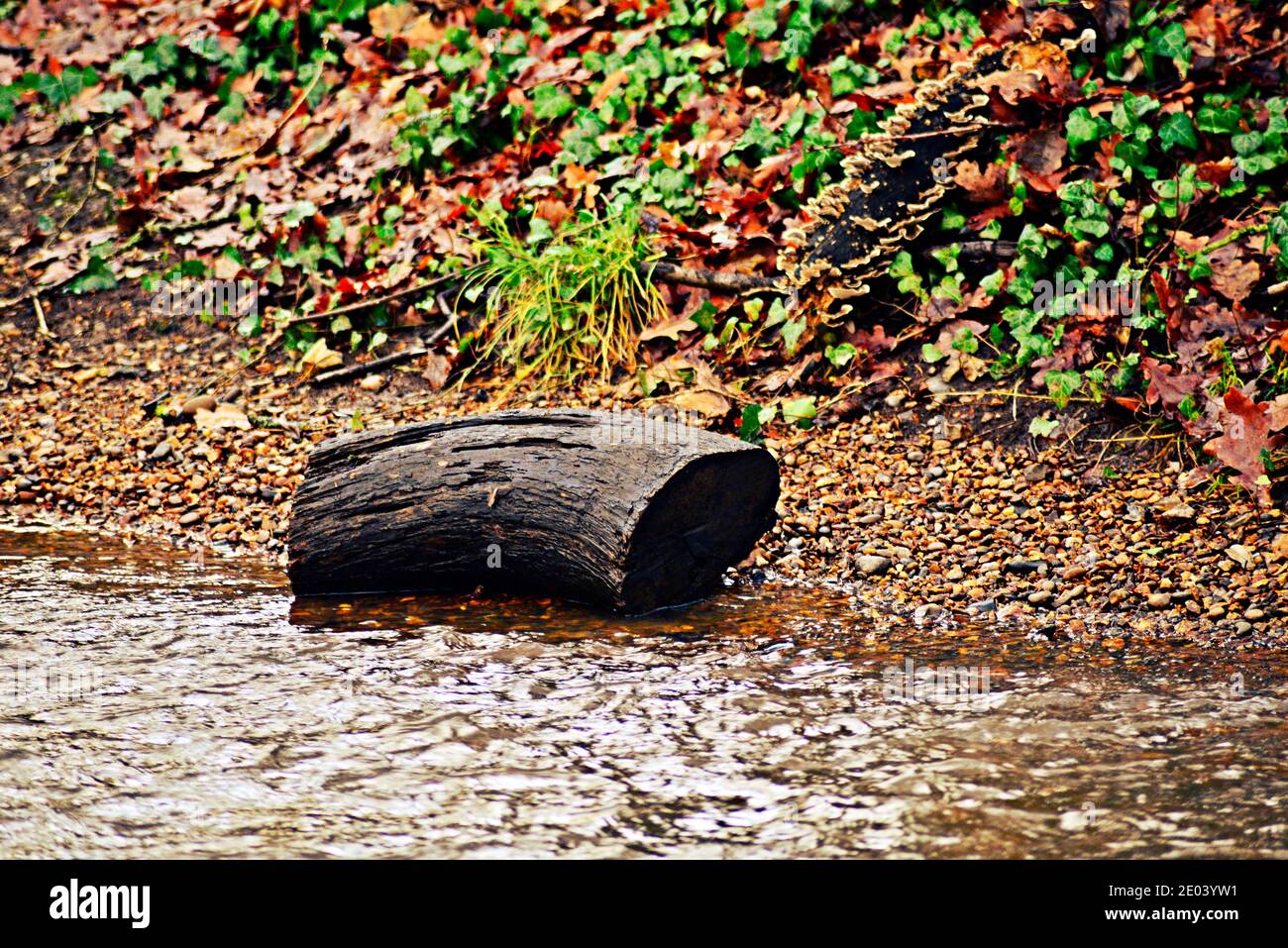 Trunk firewood hi-res stock photography and images - Alamy