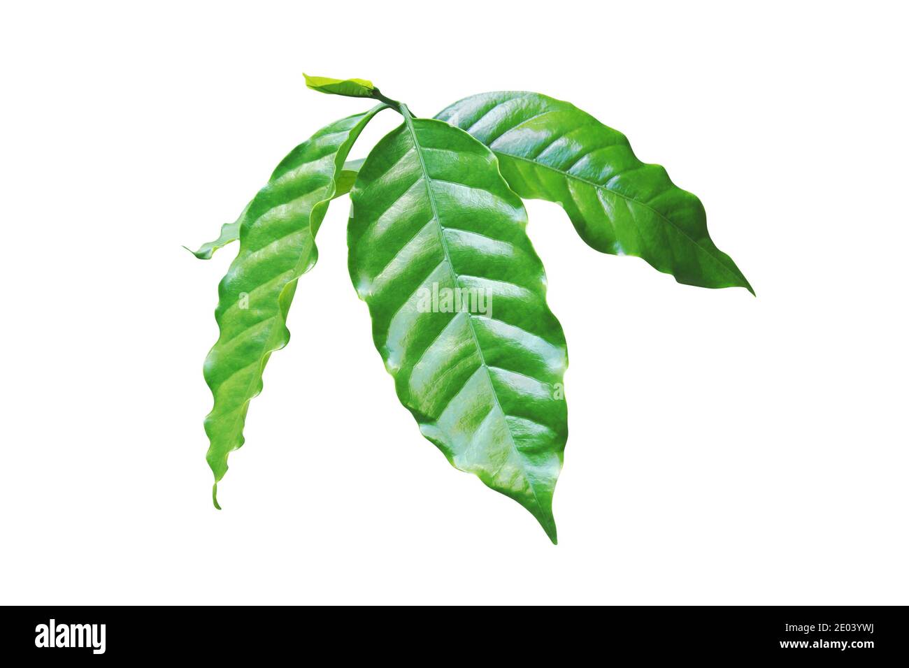 Young Fresh Green Coffee Leaves Isolated on White Background with ...