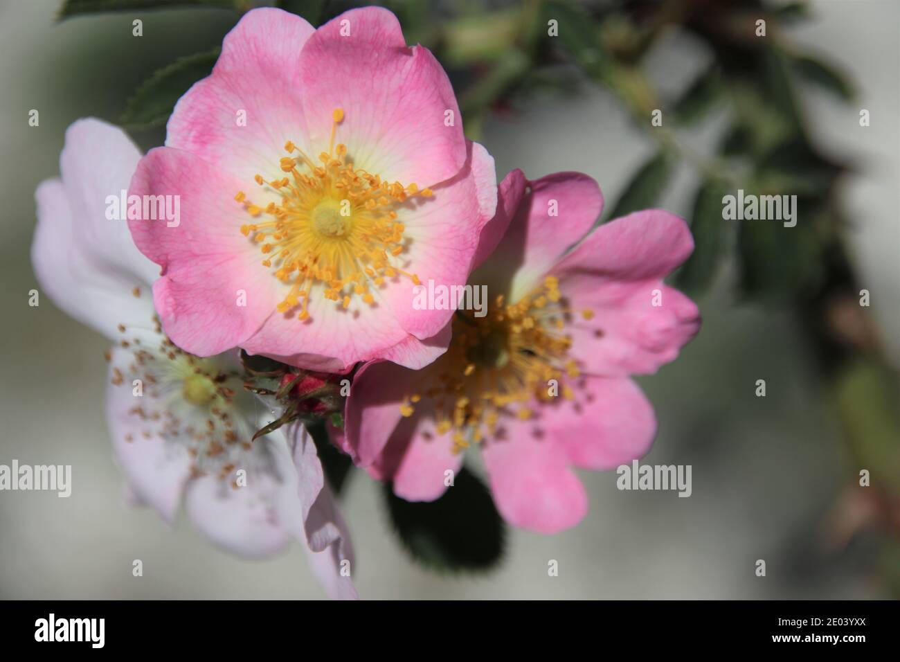 Dog roses rosa canina hi-res stock photography and images - Alamy