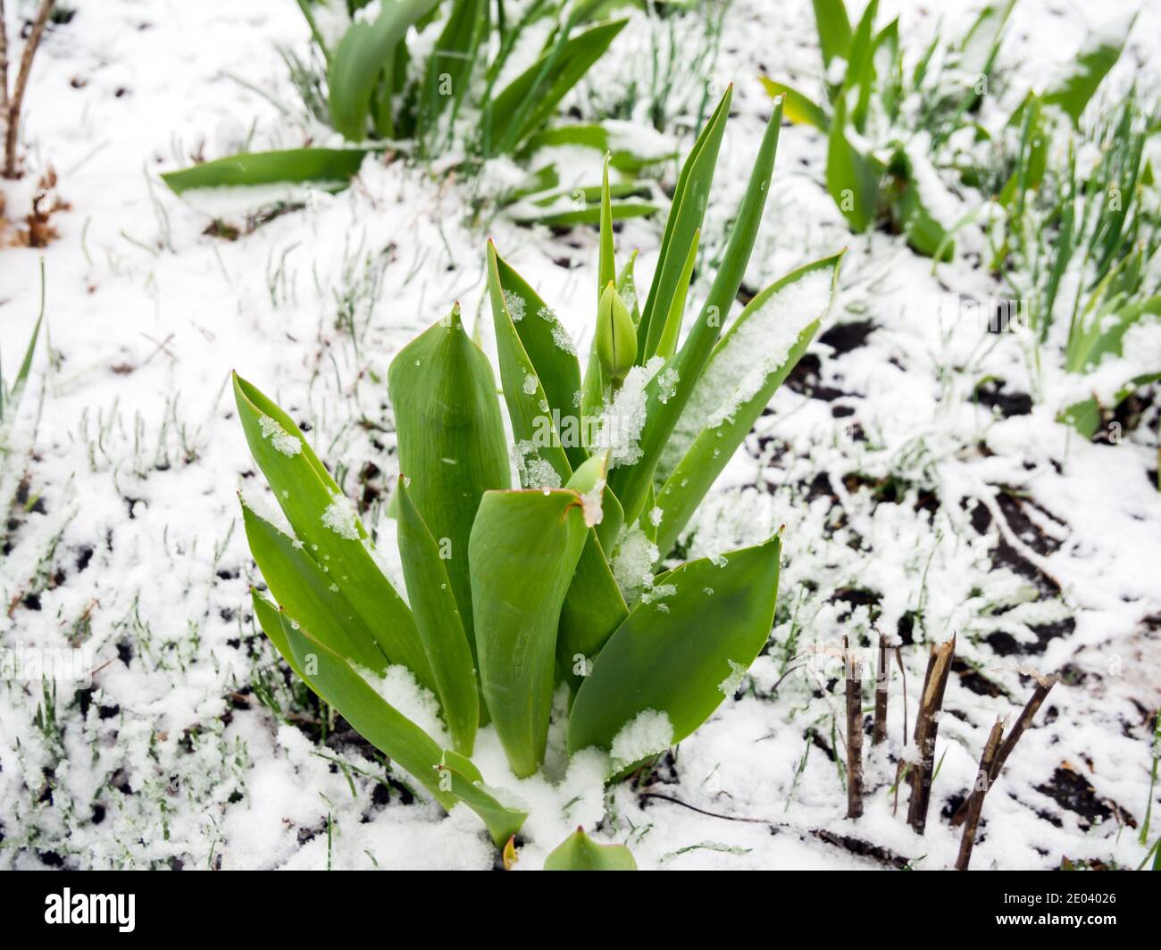 Frost covered tulip hi-res stock photography and images - Alamy