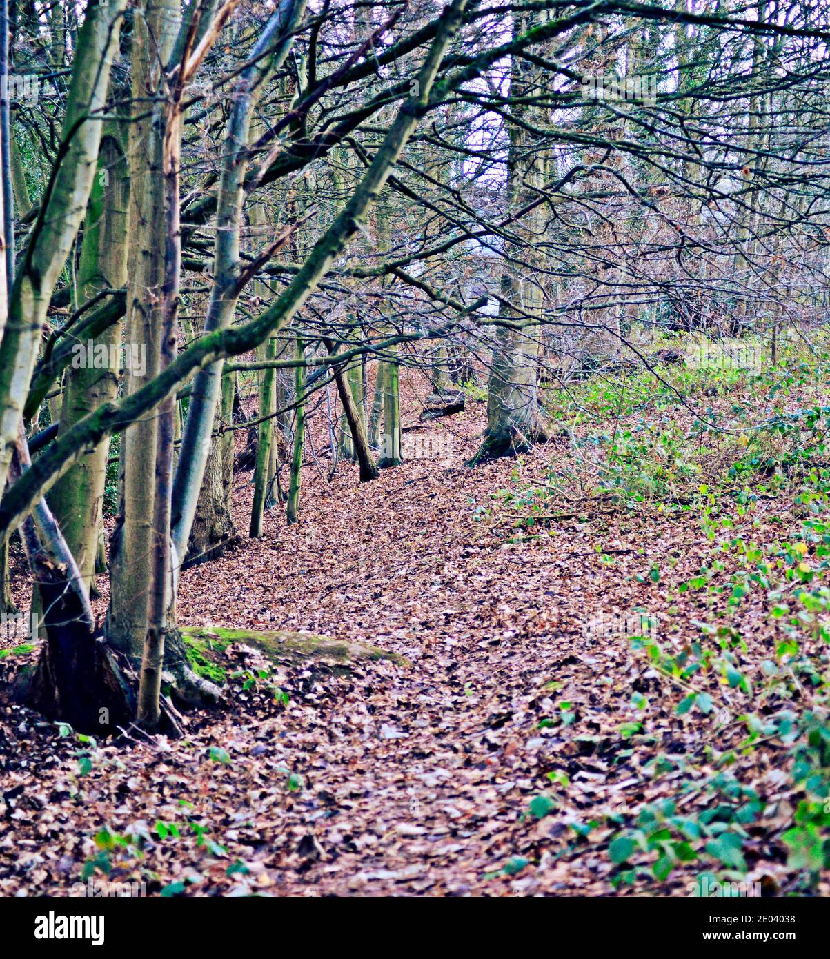 Tree woods forest High Resolution Stock Photography and Images - Alamy