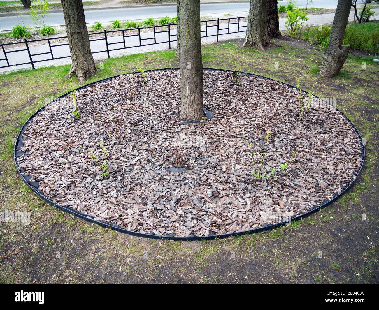 Making the tree trunk circle with bark filling Stock Photo - Alamy