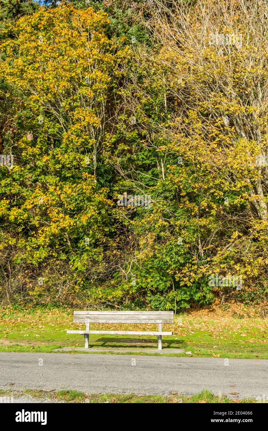 A bench below tree with autumn colors in West Seattle, Washington Stock ...