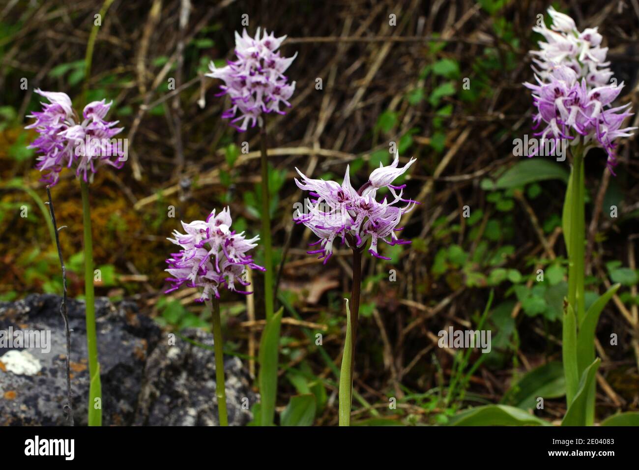 Purple-white flowers of Orchis simia, the monkey orchid, spring ...