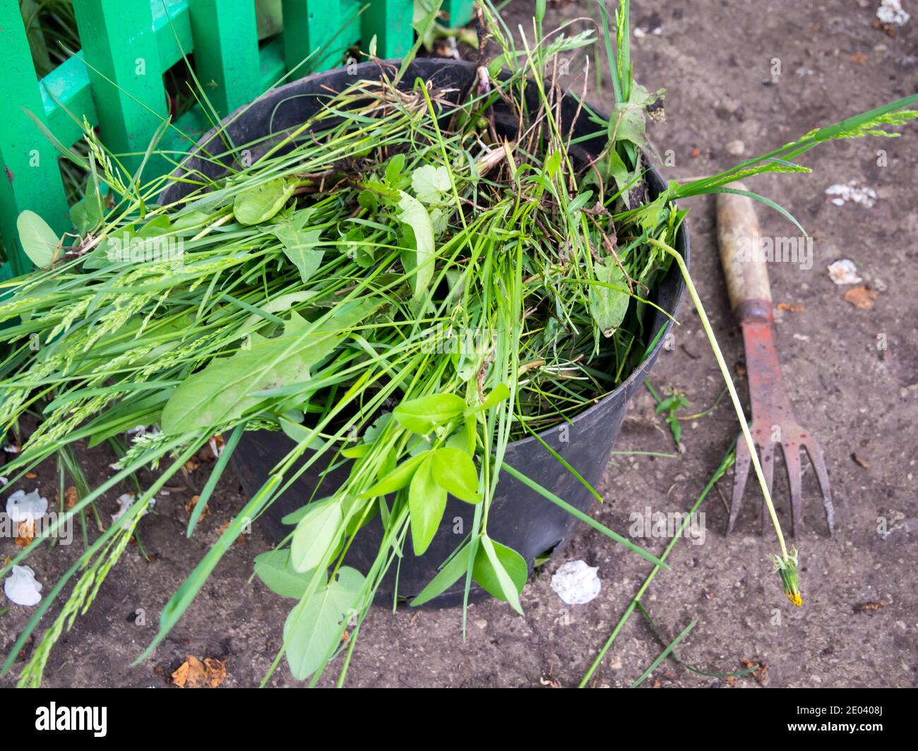 Weed Bucket and Garden Path Weeding Tool Stock Photo - Alamy