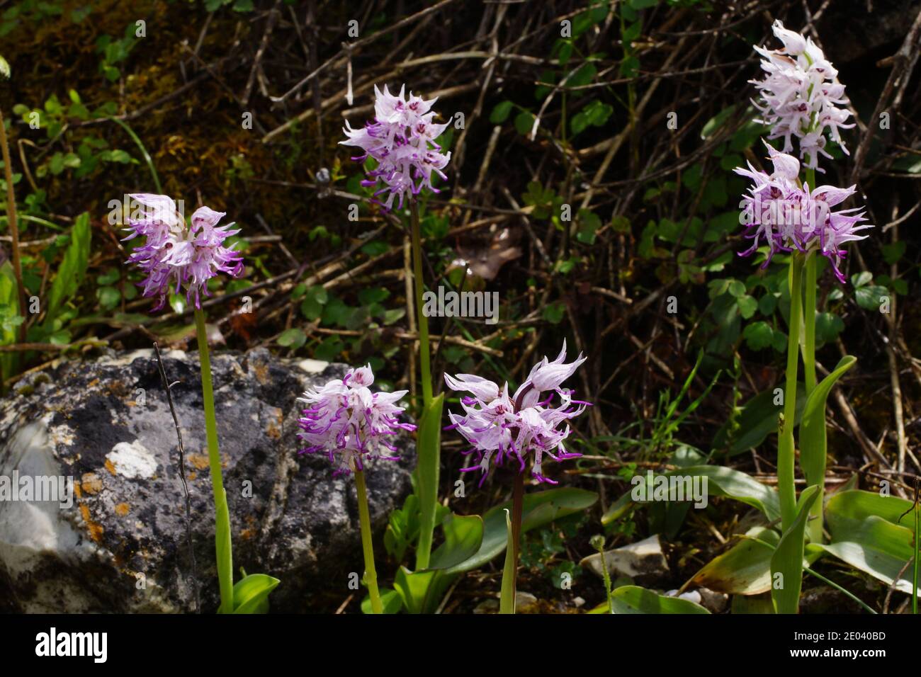 Purple-white flowers of Orchis simia, the monkey orchid, spring ...