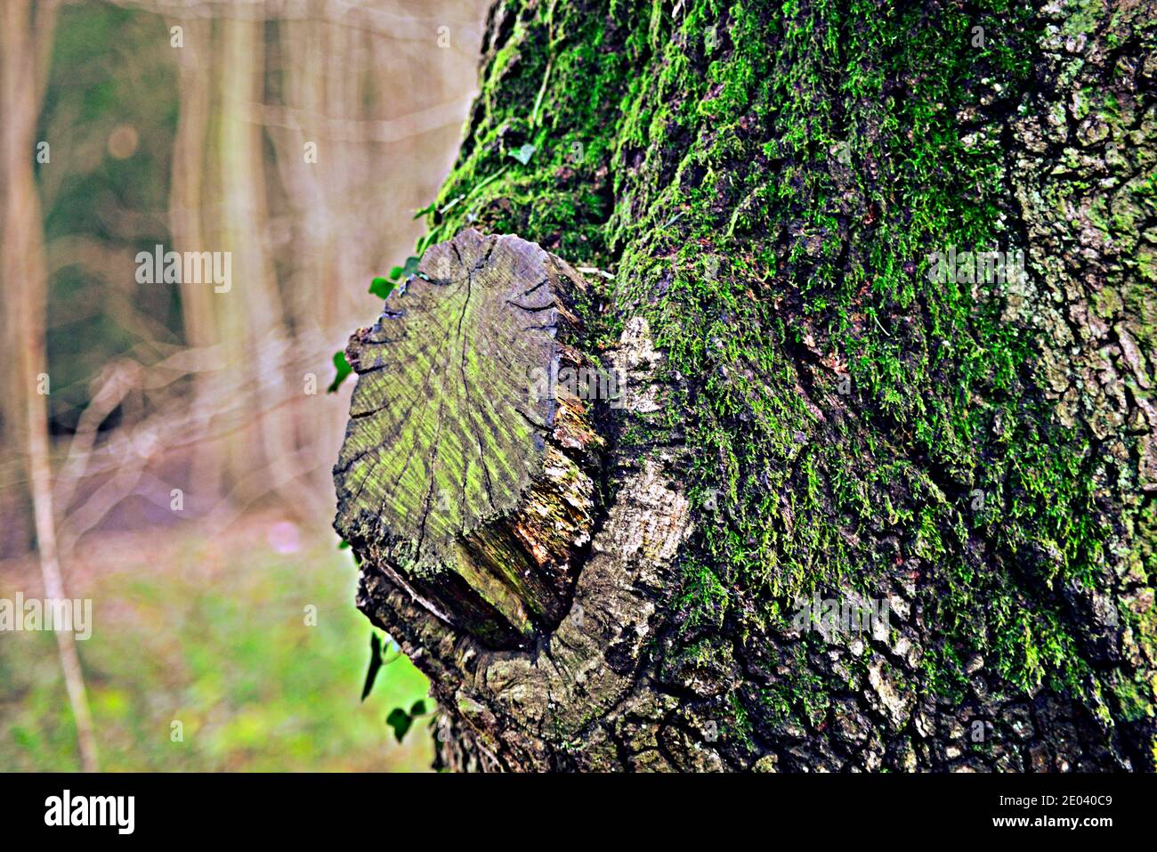Tree trunk with chopped branch Stock Photo - Alamy