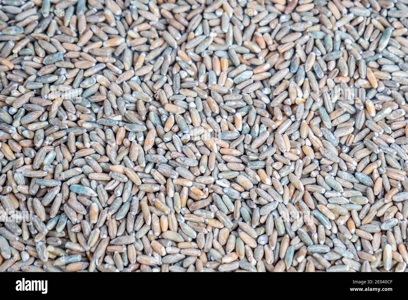 Organic rye grain seeds as background. Top view Stock Photo - Alamy