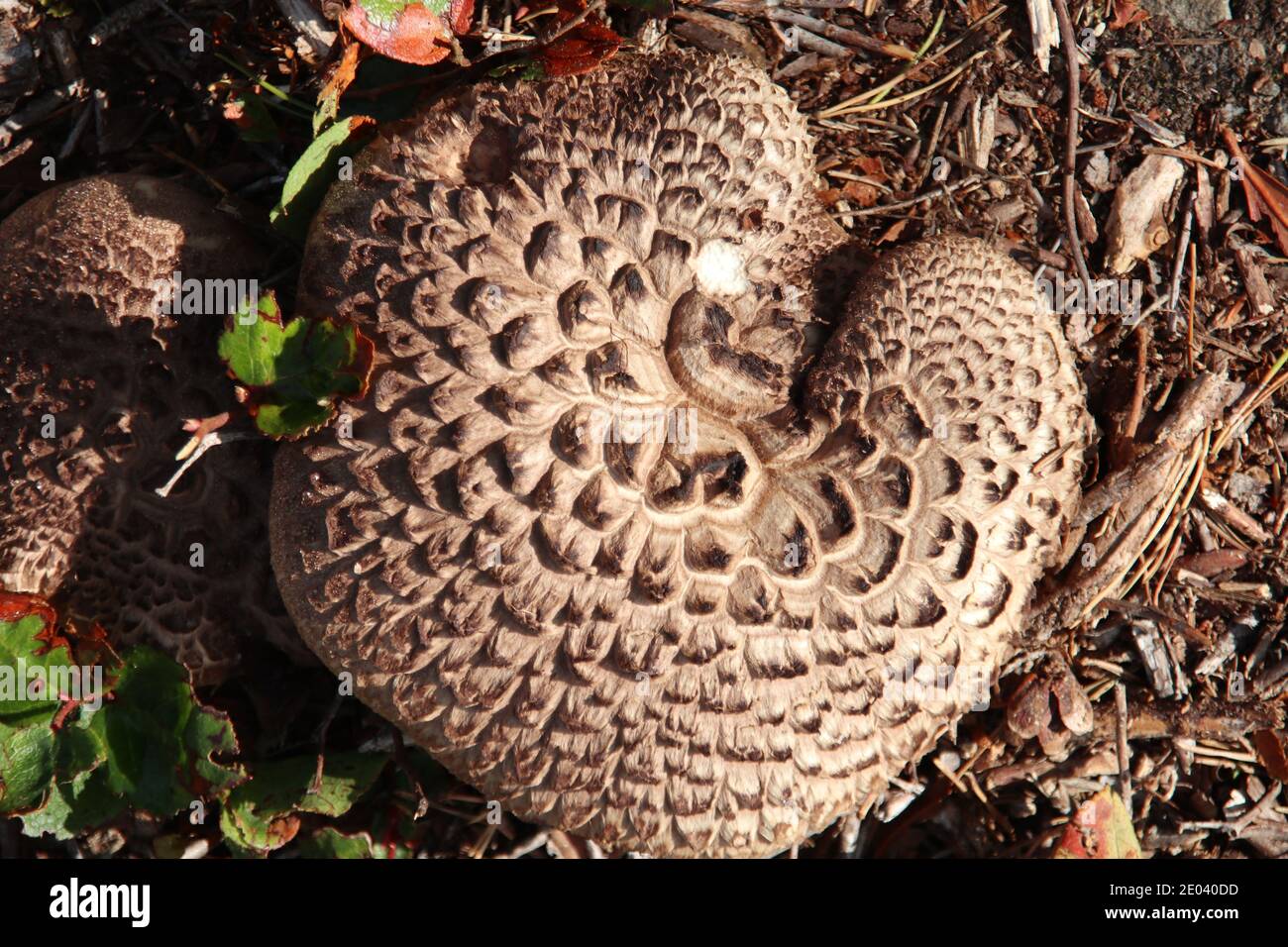 Scaly Tooth fungus, Sarcodon squamosus Stock Photo - Alamy