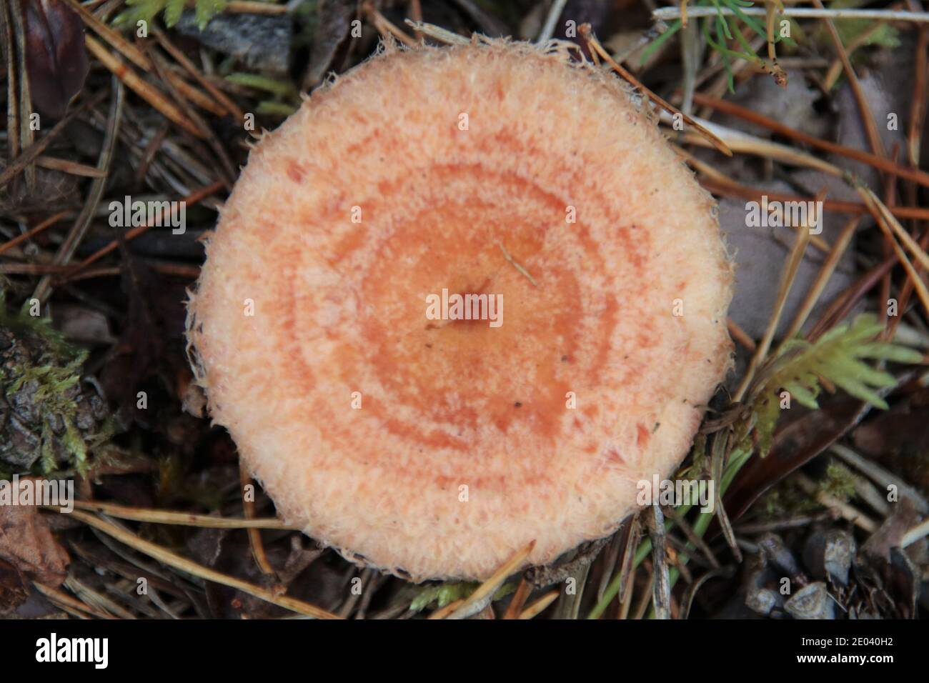 Lactarius torminosus, Woolly Milkcap mushroom Stock Photo - Alamy