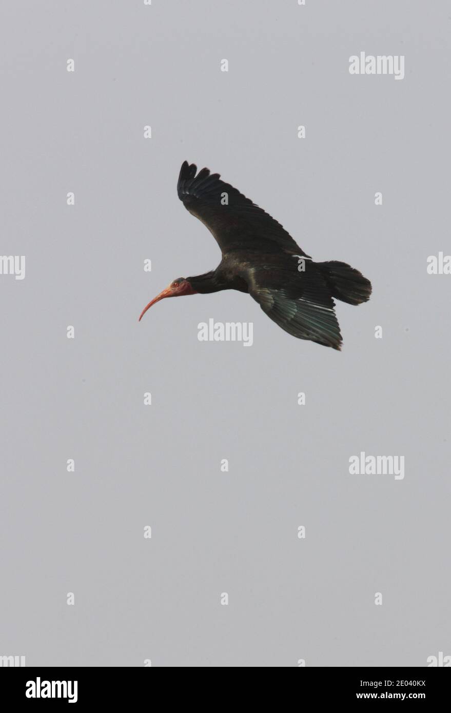 Bald ibis flying hi-res stock photography and images - Alamy