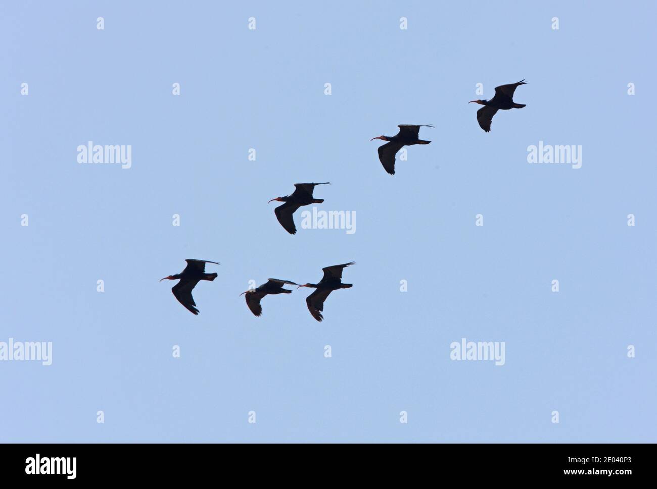 Bald Ibis (Geronticus eremita) flock in flight Morocco May Stock Photo ...