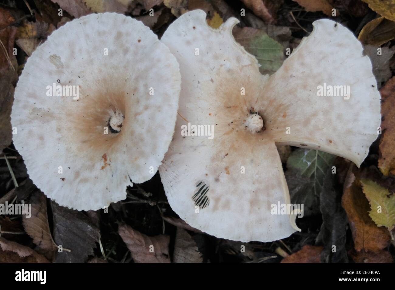 Trooping funnel fungus hi-res stock photography and images - Alamy
