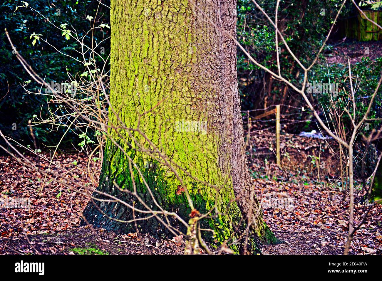 Bottom end of tree trunk Stock Photo - Alamy