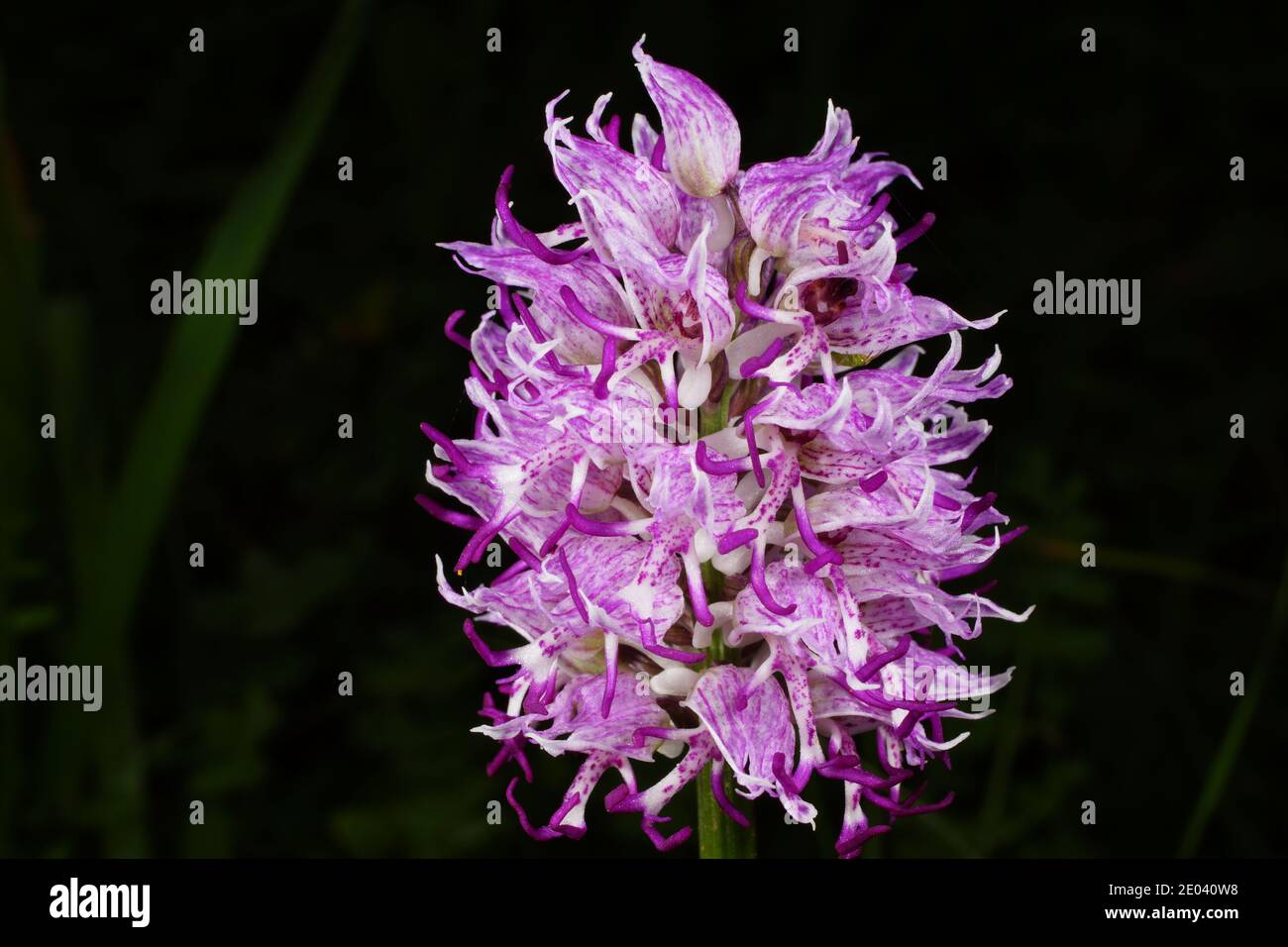 Purple-white flower of Orchis simia, the monkey orchid, spring ...