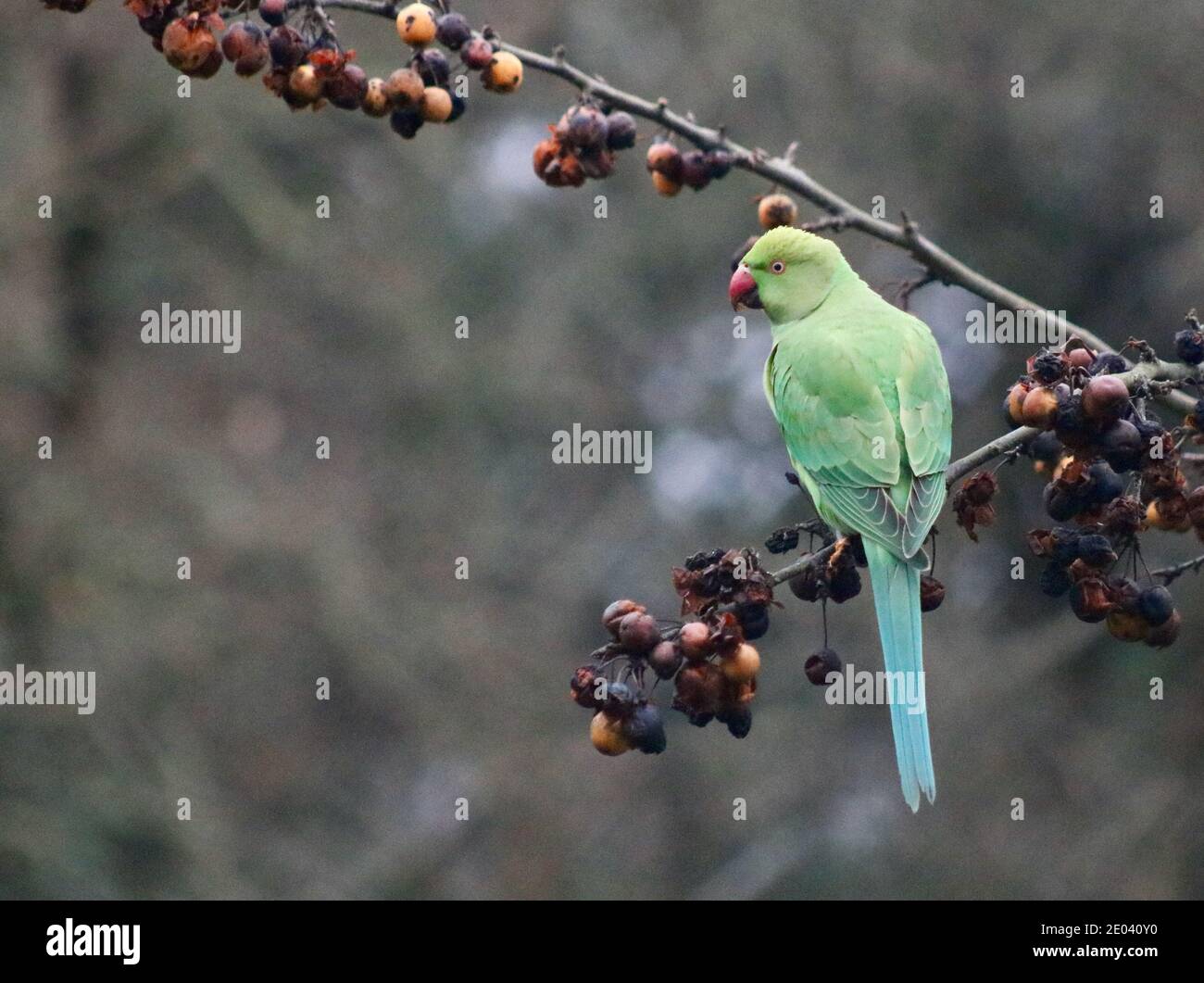 Blue green parakeet sitting on branch of fruit tree with copy space ...