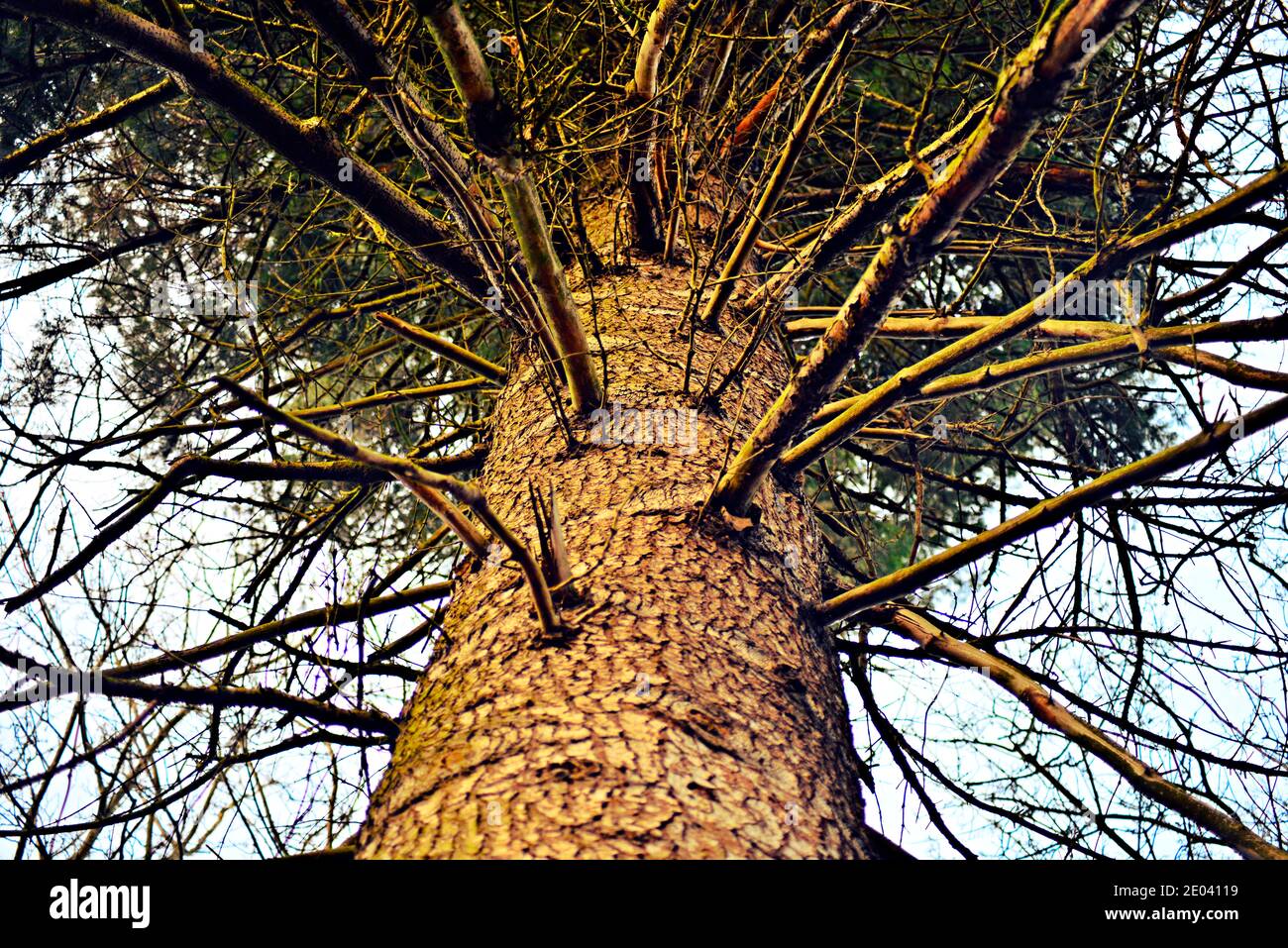 Brown trunk and branches hi-res stock photography and images - Alamy