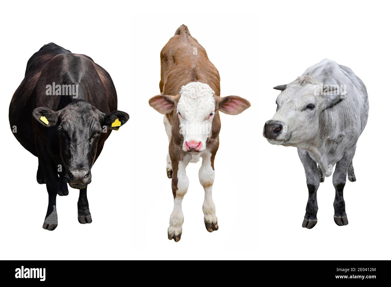 Two cows and calf isolated on white. cow standing in front of white ...