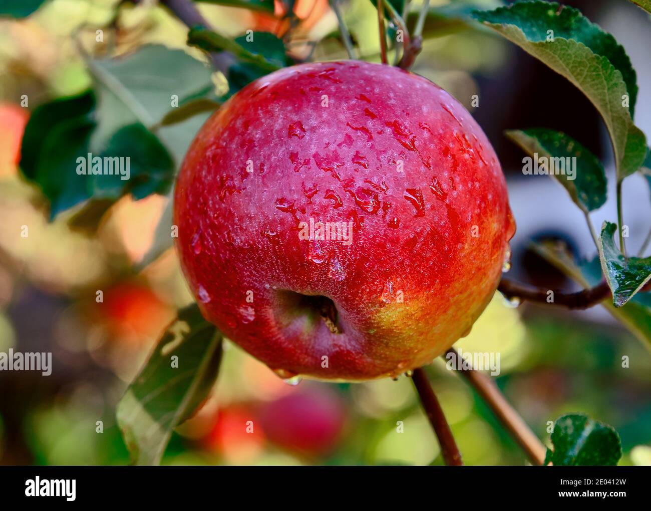 Braeburn apple garden hi-res stock photography and images - Alamy
