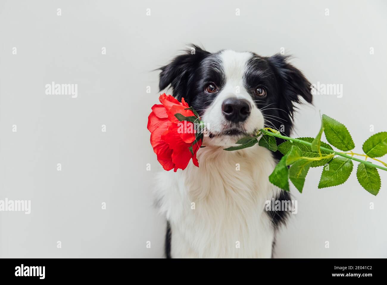 St. Valentine's Day concept. Funny portrait cute puppy dog border ...